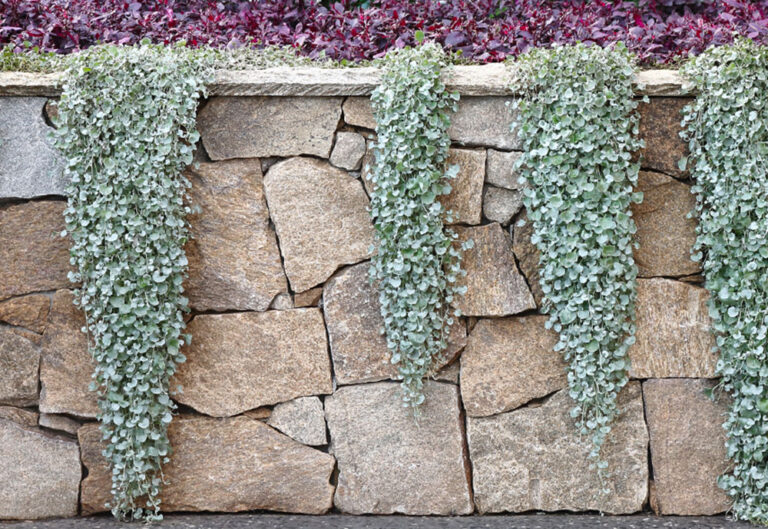 8 Best Exterior Cinder Block Wall Covering Ideas that work